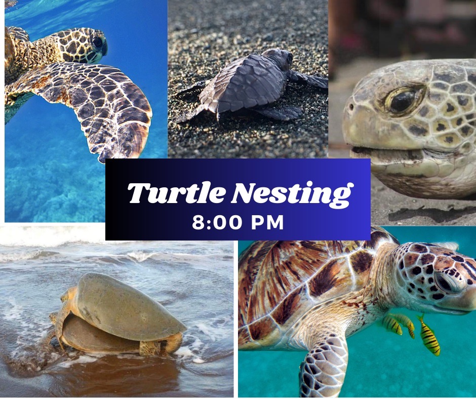 National Park Turtle Nesting 8:00 PM - Nature Native Guides